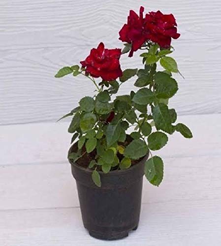 Mphmi Plants Rose (Red) - Plant. Gulab, Rose, Rosa, Gulaaf : Amazon.in ...