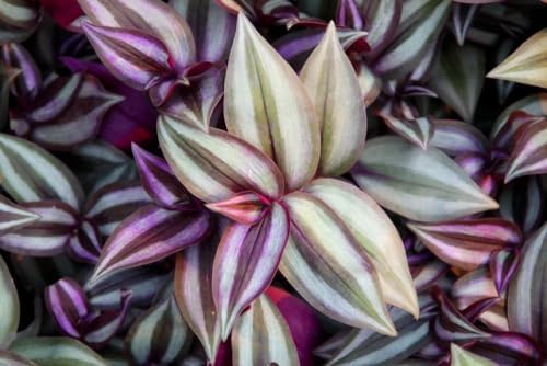 Amazon.com : Dark Purple Wandering Jew Live Plant, Tradescantia ...