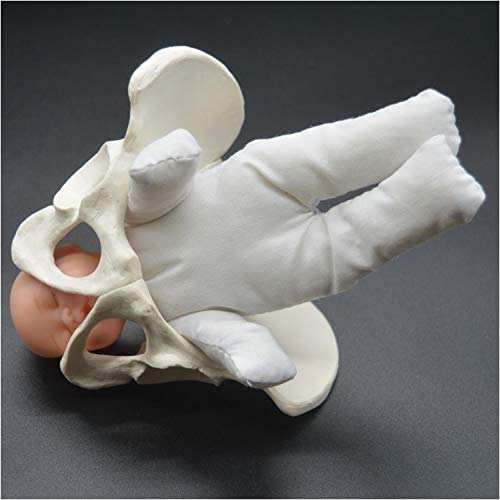 Buy Heman779t Female Pelvis Childbirth Model - Mini Female Pelvis And ...