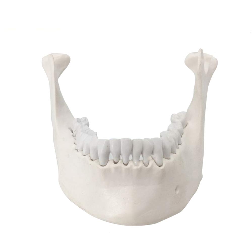 Fhuilidental Teeth Study Teaching Model Medical And Dental Mandible ...