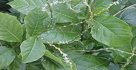 Amazon.com : ANAMU Full Plant with Roots/PLANTA DE ANAMU CON Raiz ...