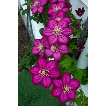 Amazon.com : 50 Magenta Clematis Seeds Bloom Climbing Perennial Flowers ...