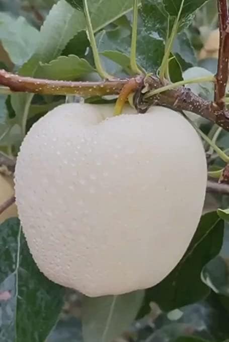 Rare White Apple Live Plant Hybrid Grafted Original " Special Variety ...