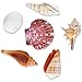 Amazon.com: Sea Shells Mixed Beach Seashells - Various Sizes up to 2 ...