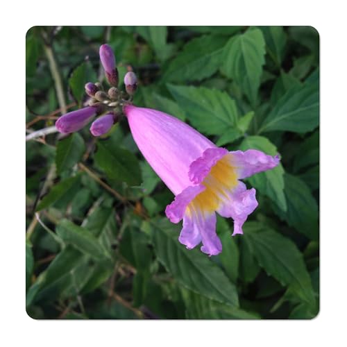 Best Pink Trumpet Tree Options for Your Yard and Garden – Complete Garden