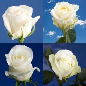 Amazon.com : 100 White Roses Wedding : Fresh Cut Format Rose Flowers ...