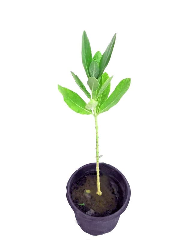 Royal Gardens Live Purple Aak/Madar/Calotropis gigantea Medicinal Plant ...