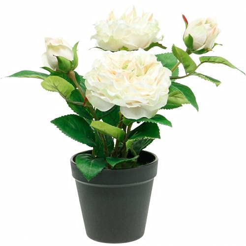 7 Day Rose Plant with Pot, Black (7-DAY-RS-PLN) : Amazon.in: Garden ...