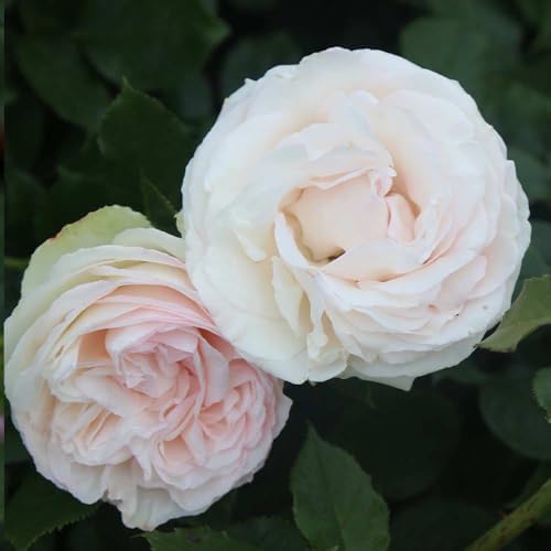 Amazon.com : Heirloom Roses Climbing Rose Bush - Royal Pageant™ Live ...