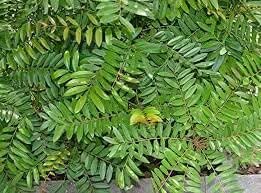 Buy VENUS-ONLINE Lakshmi Taru Healthy Rare Tharu Ayurvedic Medicinal ...