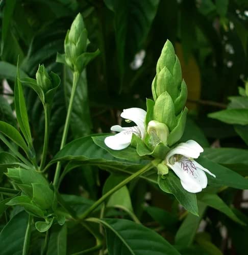 Gachwala Vasaka (Justicia adhatoda) Basak Pata Plant, Malabar nut, Vasa ...