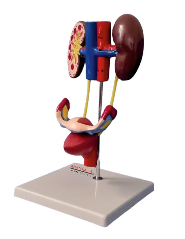 Anatomical Models Factory Female Urogenital System Model - Lifelike ...