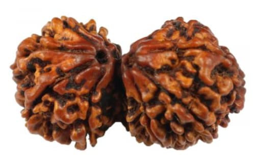 SIDHI VINAYAK Stone Gowri Shankar Rudraksha Genuine Two Joined Nepali ...