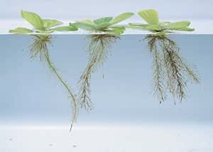 Water Lettuce Dwarf Mini Live Aquarium Floating Plant (10 Water lettuce ...