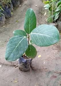 Live Bargad Plant - Banyan tree (pack of 1 plant) : Amazon.in: Garden ...