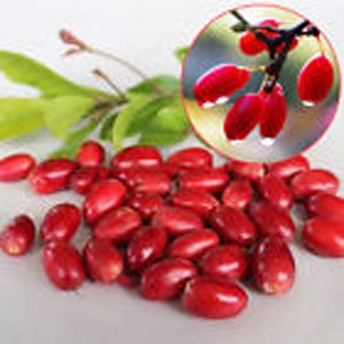 Arlo Gardens Rare Exotic Fruit Live Plant - Dwarf delicious " Miracle ...