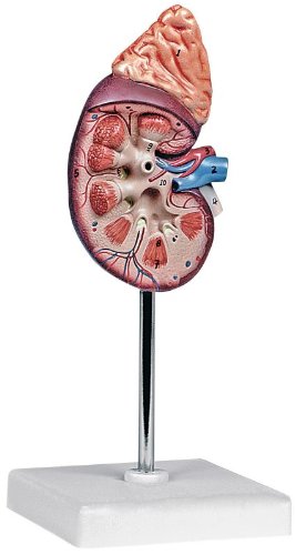 Amazon.com: Altay Scientific Human Kidney Model, 2 Parts, 25 x 10 x ...