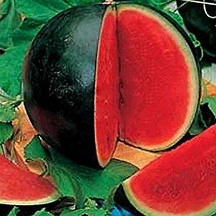 Creative Farmer Vegetable Seeds Thannimathan Seeds - Watermelon - Round ...