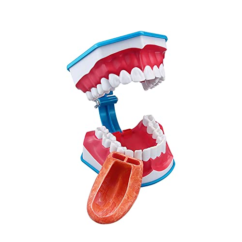 Snapklik.com : 2 Times Large Dental Teeth Model, YOUYA DENTAL Teaching ...