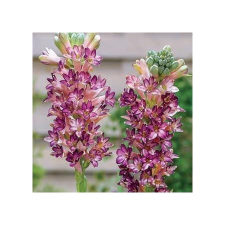 Oakwood Farms Imported Rajnigandha Pink Color Tuberose Flower Bulbs For ...