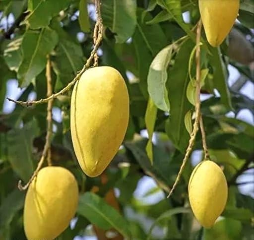 GreenWorld Special,Chausa Mango Plant, GRAFTED, Healthy Live Plant ...