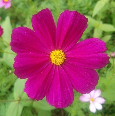 New Calliopsis seeds Potted Cosmos Flowers blooms All Summer Long DIY ...
