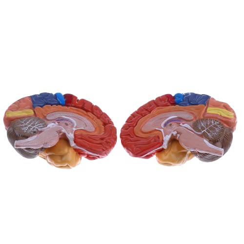ISKO® Colored Human Brain Model in 4 Parts with white base (Magnetic ...
