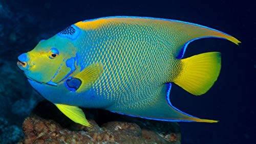 Buy Avikalp Exclusive Awi2716 Holocanthus Bermudensis Bermuda Blue ...