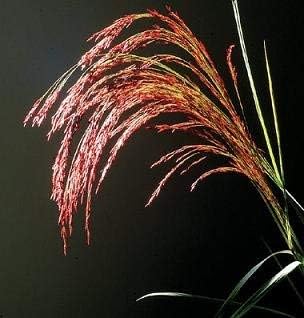 Eragrostis Ruby Silk Ornamental Grass 50 Seeds, Love Grass : Amazon.co ...