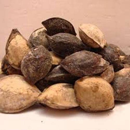 Indian Almond /Catappa / Badam Tree Seeds for Planting = 10 Nos ...