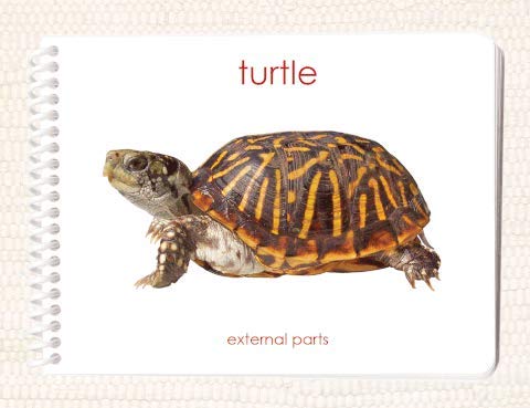 Turtle: External Parts Book (External Anatomy of the Reptile): Maitri ...