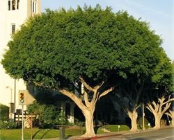 Creative Farmer Tree Seeds Ficus Infectoria Big Tree Plant And Seeds ...