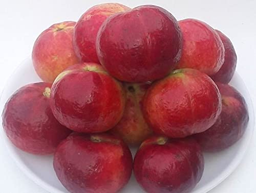Buy Nursery Live Rare " Punjab Red Apple " Guava Layering/Grafted 1 ...