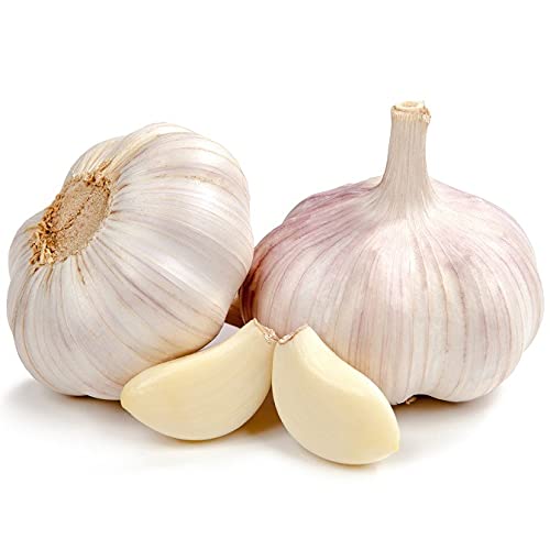 Buy AF NOMAN Jumbo Big Size Fresh Export Quality Garlic / Lasan ...
