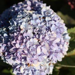 Amazon.com : Hydrangea, Endless Summer ('Bailmer') : Patio, Lawn & Garden