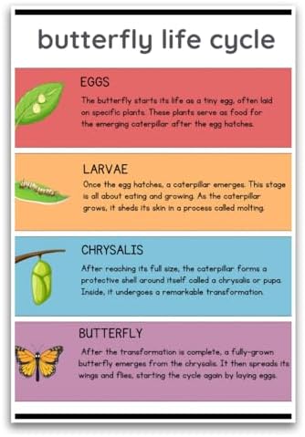 Amazon.com: Butterfly Life Cycle Poster - Classroom Therapy Educational ...
