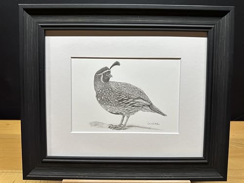 Amazon.com: Quail Bird Graphite Pencil Art Sketch Drawing Print Picture ...