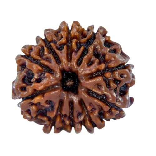 BluDiamond Pure 10 Mukhi Rudraksha Original Certified Nepali Genuine 10 ...