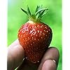 Amazon.com : 10 Earliglow Strawberry Plants - Bareroot - The Earliest ...