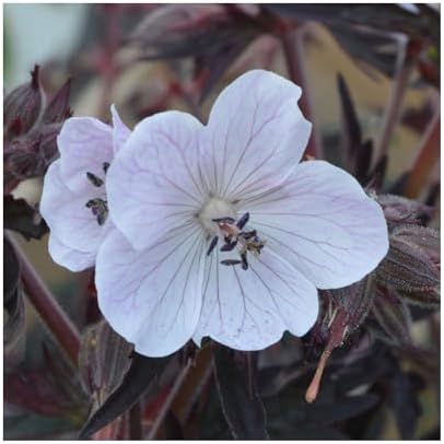 Hardy Geranium Midnight Ghost - 3 Established Plants in 9cm pots. Each Labelled. Amazing Value ...
