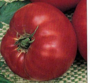 Park's Whopper Hybrid Tomato 45 Seeds -Popular Variety! : Amazon.co.uk ...