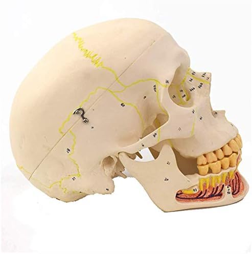 Menselijke Tanden Schedel Menselijke Schedel Opengewerkte Onderkaak