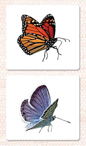 Butterflies Vocabulary Cards: Maitri Learning: 9781606291184: Amazon ...