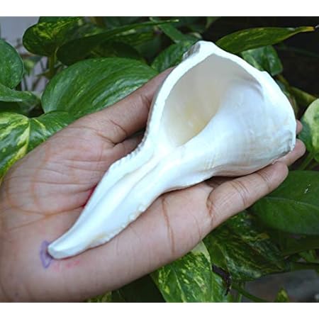 Amazon.com: IS4A Dakshinavarti Shri Lakshmi Shankh, Conch Shell For ...