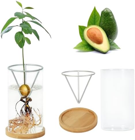 Amazon.com : Bylion Avocado Tree Growing Kits, Avocado Growing Vase ...