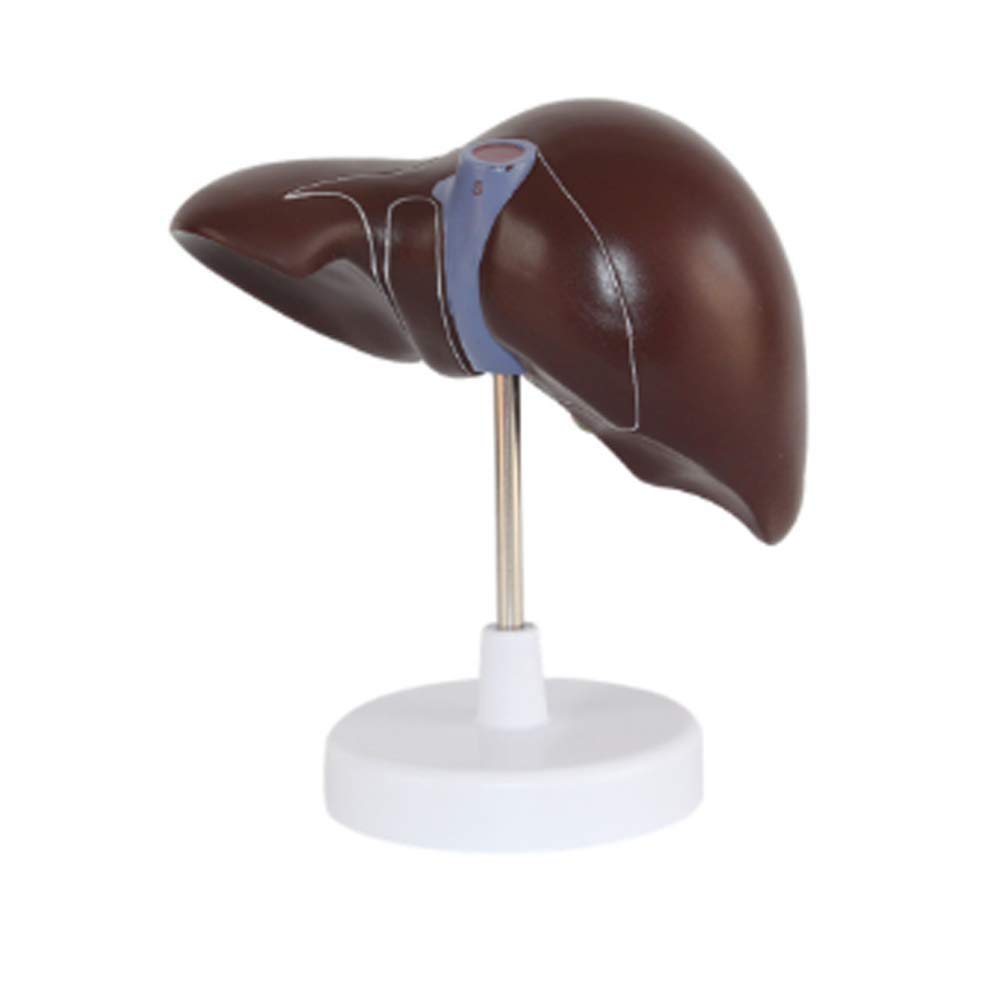Educational Model Human Liver Anatomical Model Hepatobiliary Pancreas ...