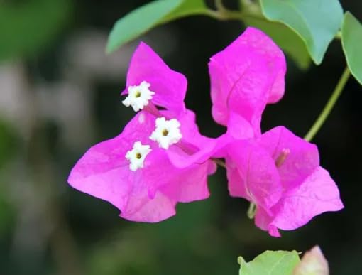 Thima Chinese verity Bougainvillea Plant Pack of 1 : Amazon.in: Garden ...