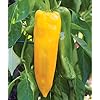 Amazon.com : Burpee Big Daddy Sweet Pepper Seeds 40 seeds : Patio, Lawn ...