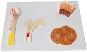 Knochenstruktur-Modell – 3D-Anatomie-Strukturmodell aus menschlichem ...