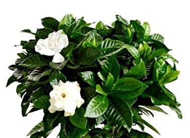 Selpline Gardenia Ananta/Double Chandni (Dwarf Hybrid) Live Annual ...